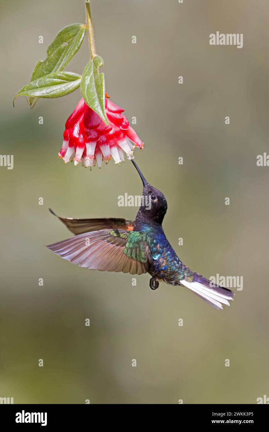 Velvet Purple Coronet feeding on a flower in Colombia South America ...