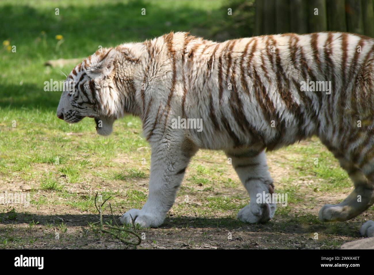 white tiger in a zoo in france Stock Photo - Alamy