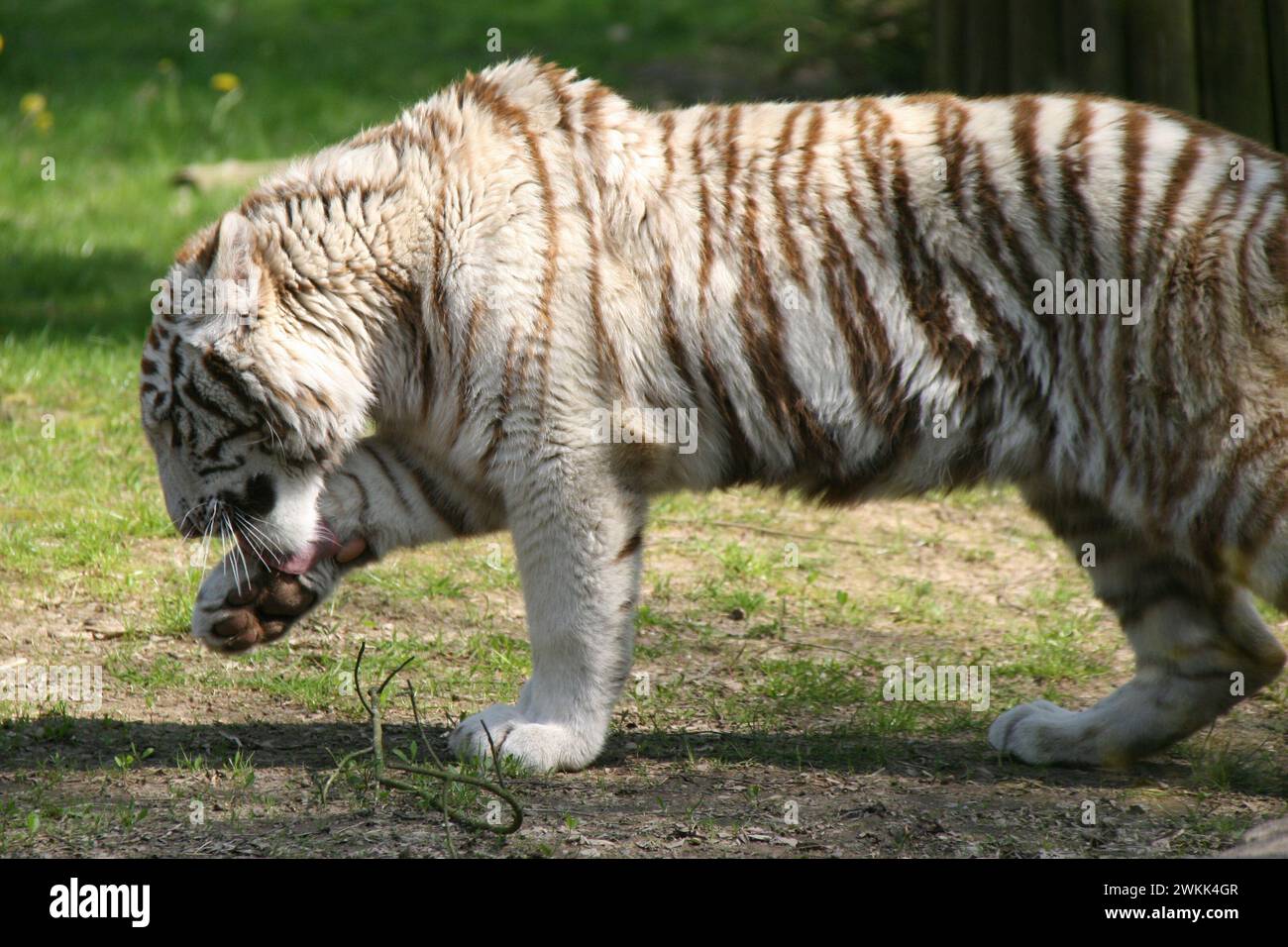 white tiger in a zoo in france Stock Photo - Alamy