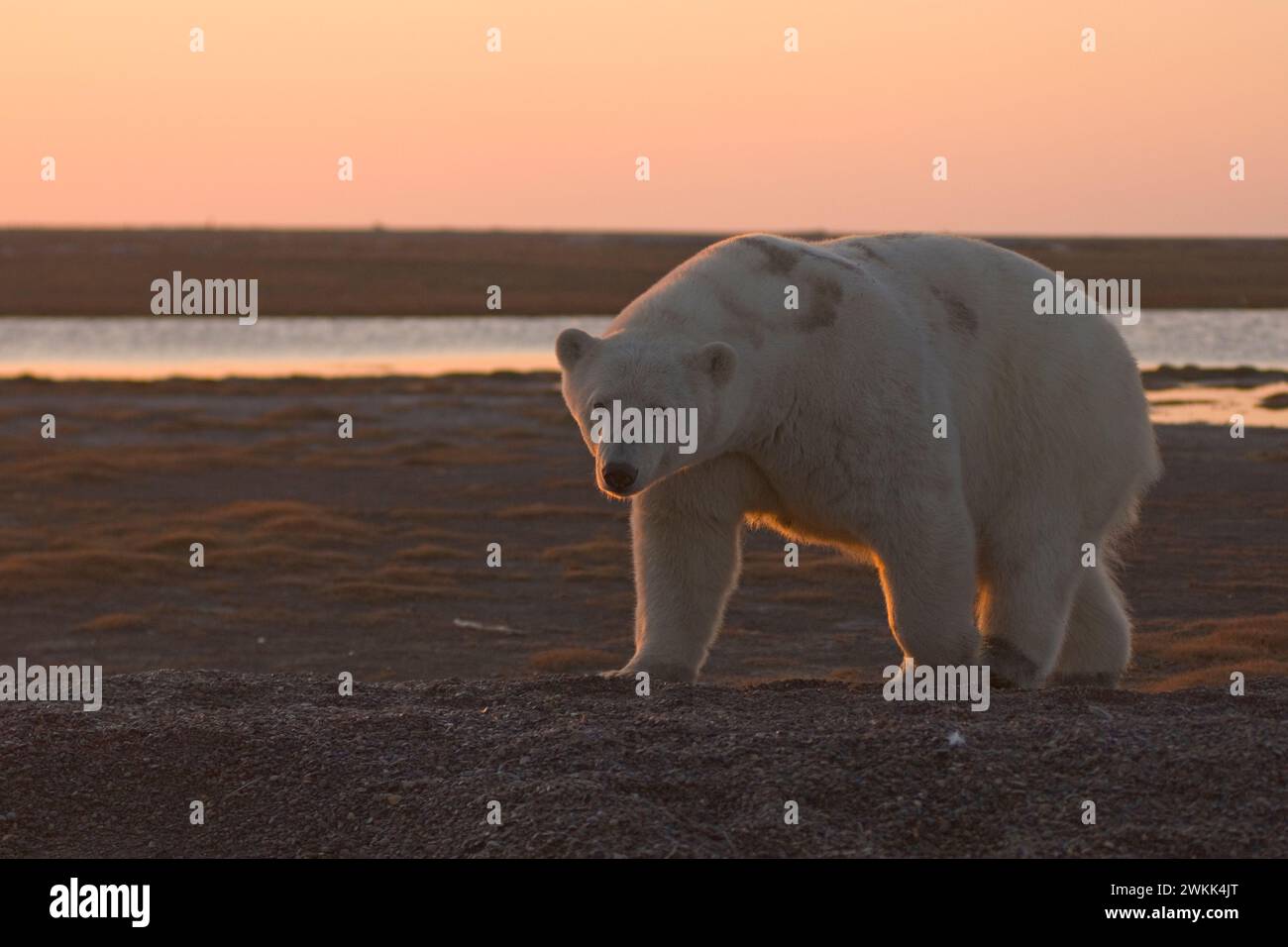 polar bear Ursus maritimus on a sandspit waiting for fall freeze up so ...