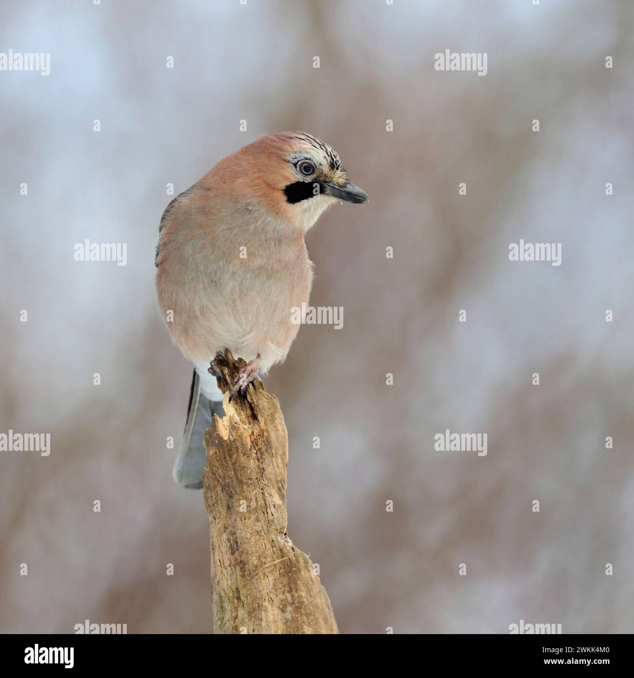 Jay bird europe hi-res stock photography and images - Alamy
