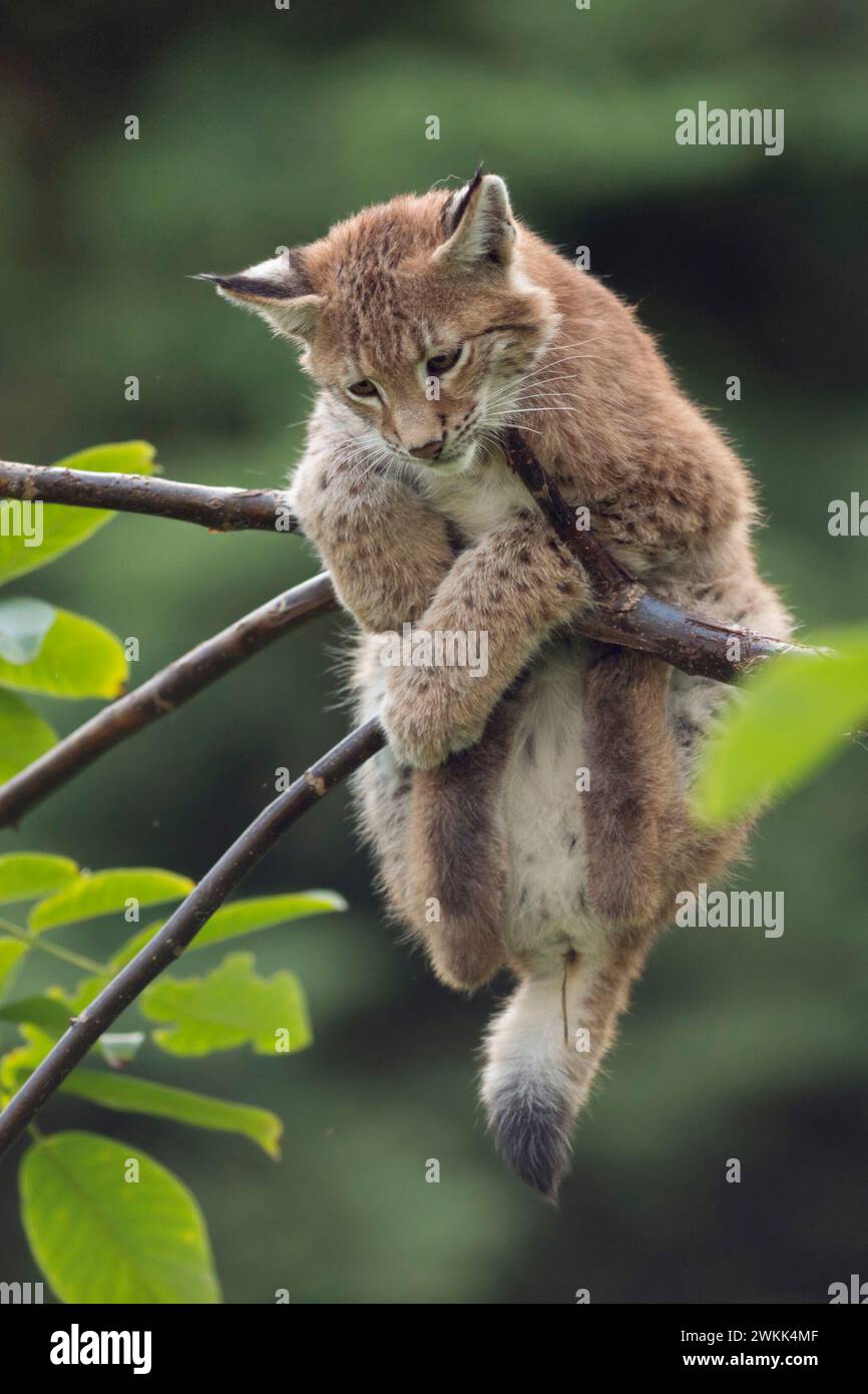 Eurasian Lynx ( Lynx lynx ), cute young, is in distress / plays high up ...