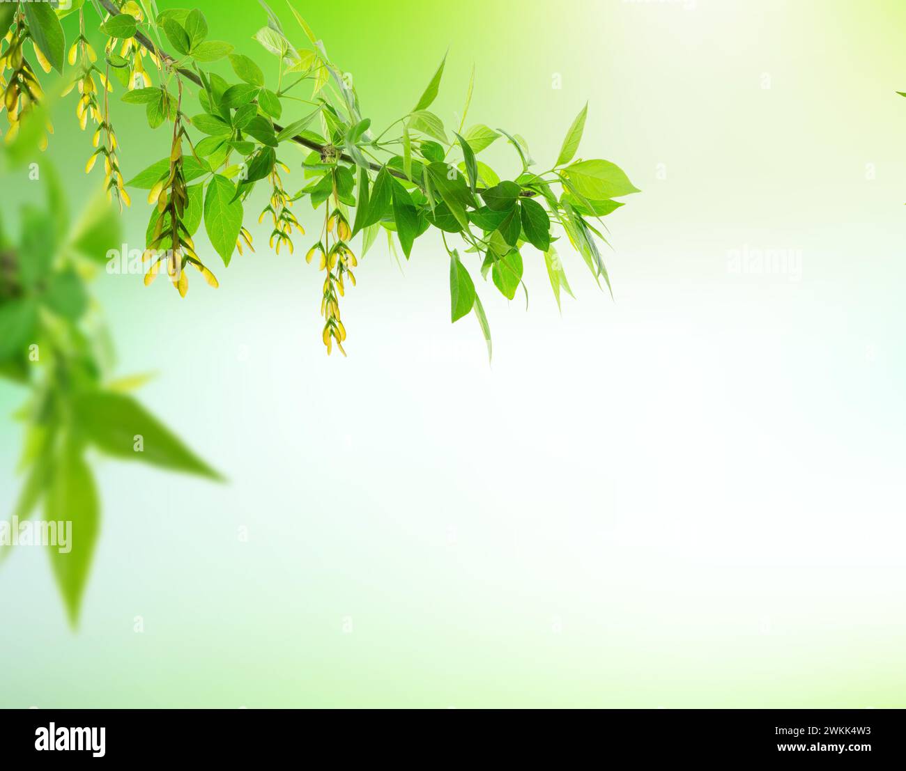Beautiful Nature abstract Blurred Background. Beauty Green Bokeh ...