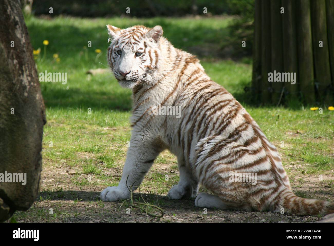 white tiger in a zoo in france Stock Photo - Alamy
