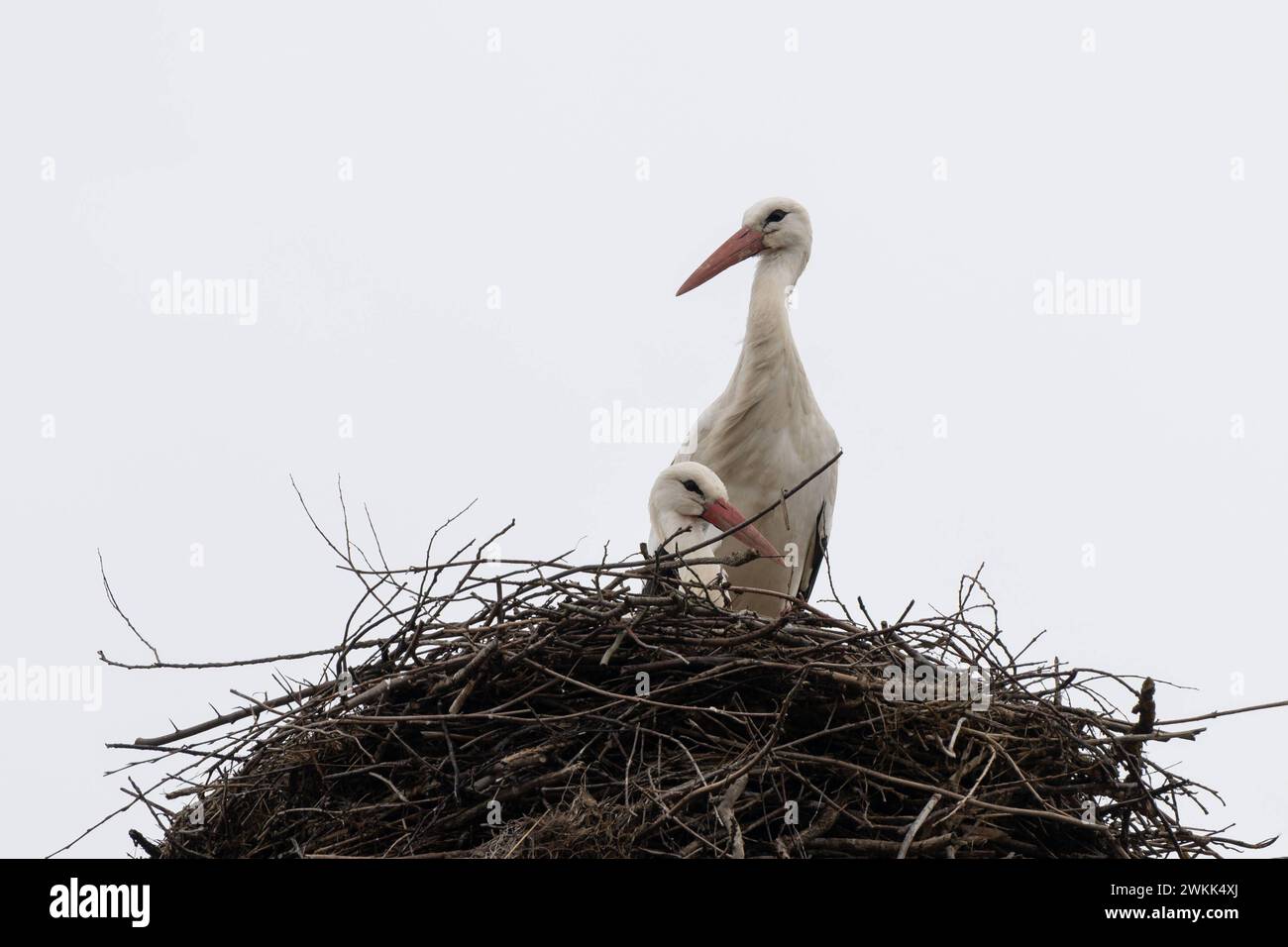 Störche im Nest , Natur, Deutschland, Rheinland-Pfalz, Gommersheim, 21. ...