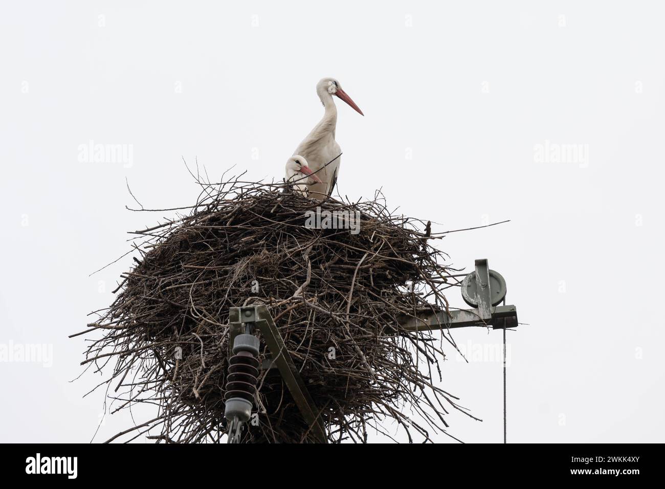 Störche im Nest , Natur, Deutschland, Rheinland-Pfalz, Gommersheim, 21. ...