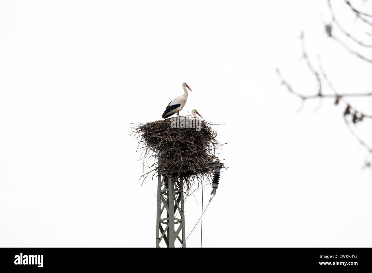 Störche im Nest , Natur, Deutschland, Rheinland-Pfalz, Gommersheim, 21. ...