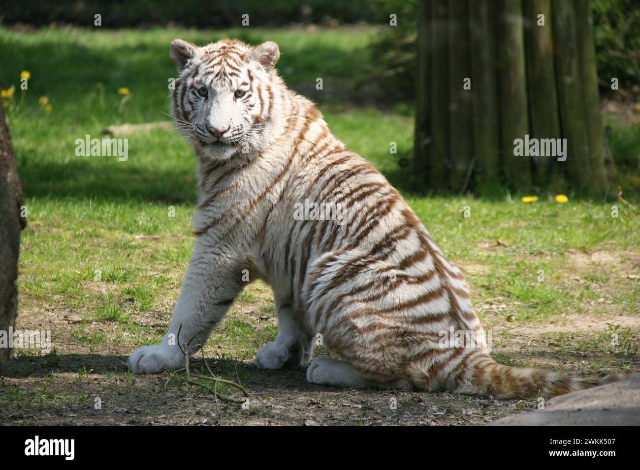 white tiger in a zoo in france Stock Photo - Alamy