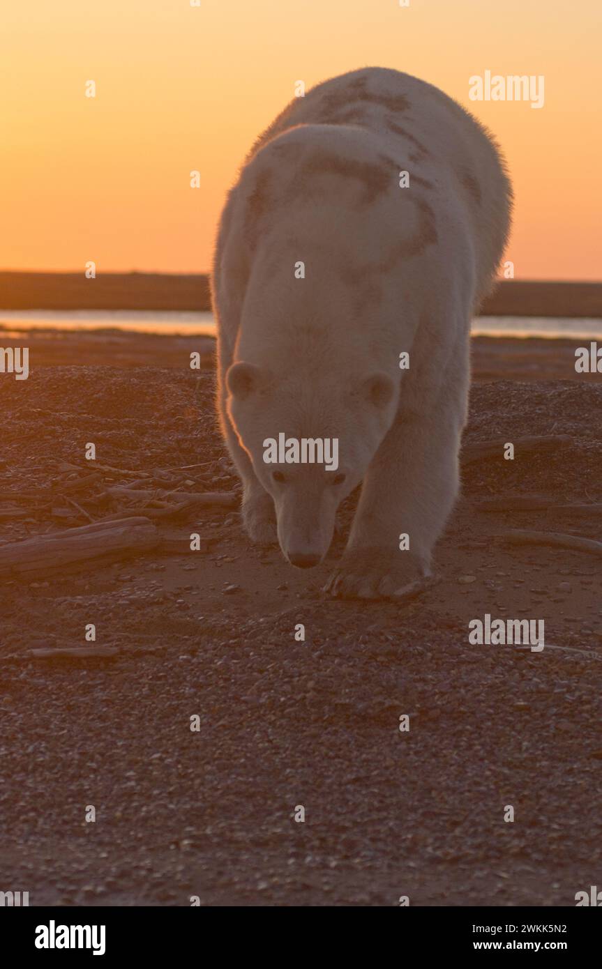 polar bear Ursus maritimus on a sandspit waiting for fall freeze up so ...