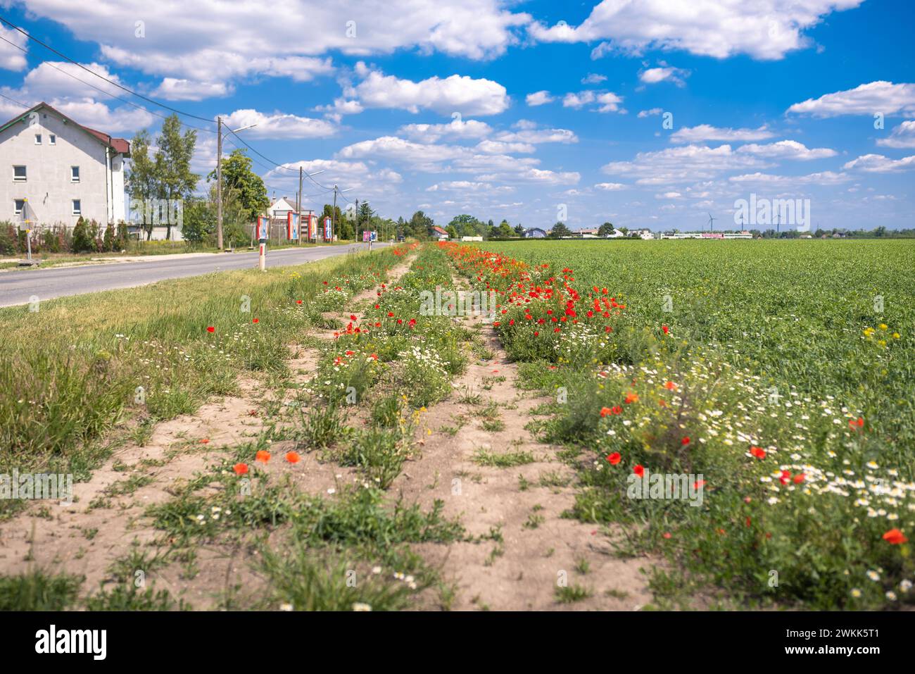 Flower strips on the side of the road between the road and the green ...