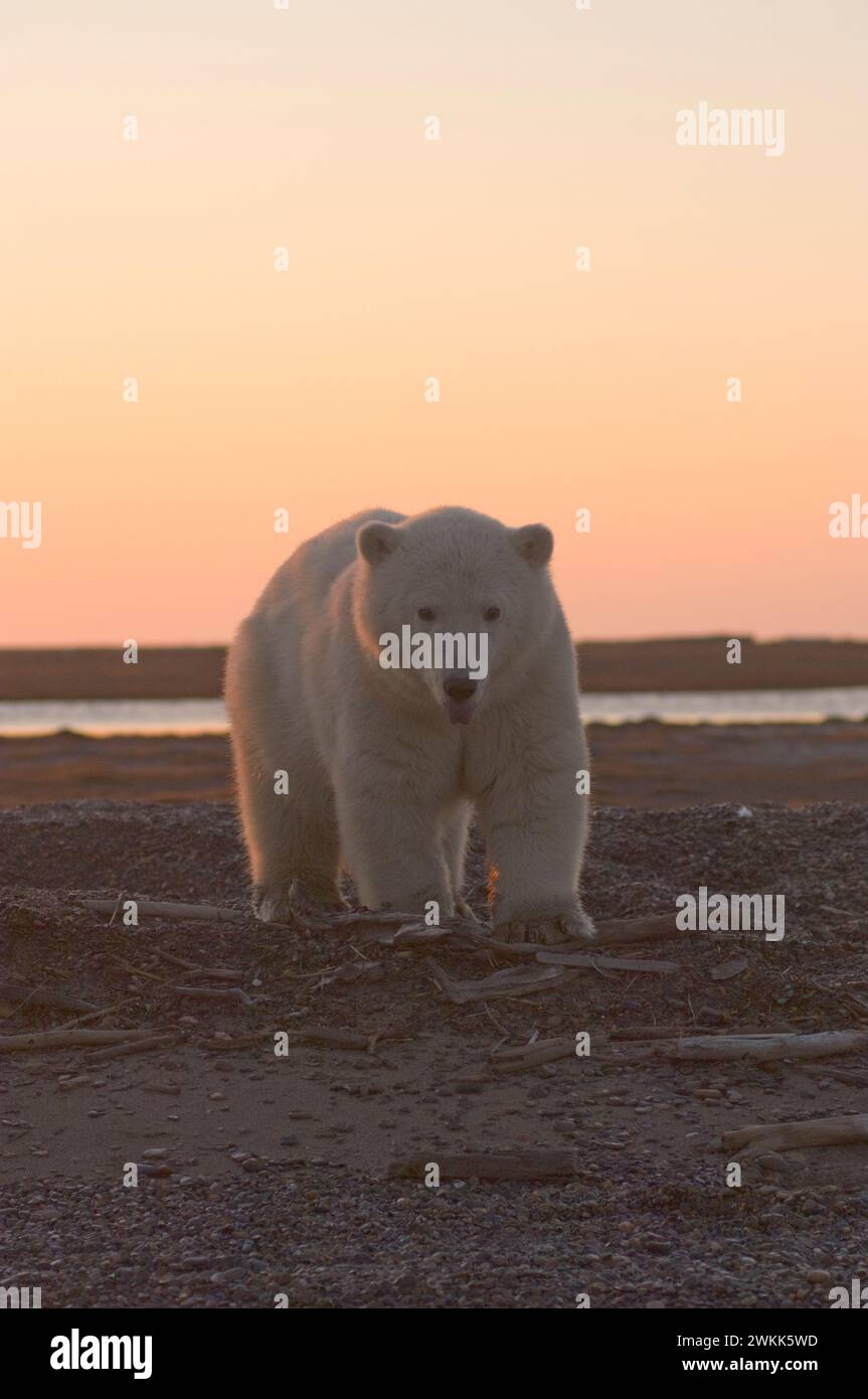 polar bear Ursus maritimus cub on a sandspit waiting for fall freeze up ...