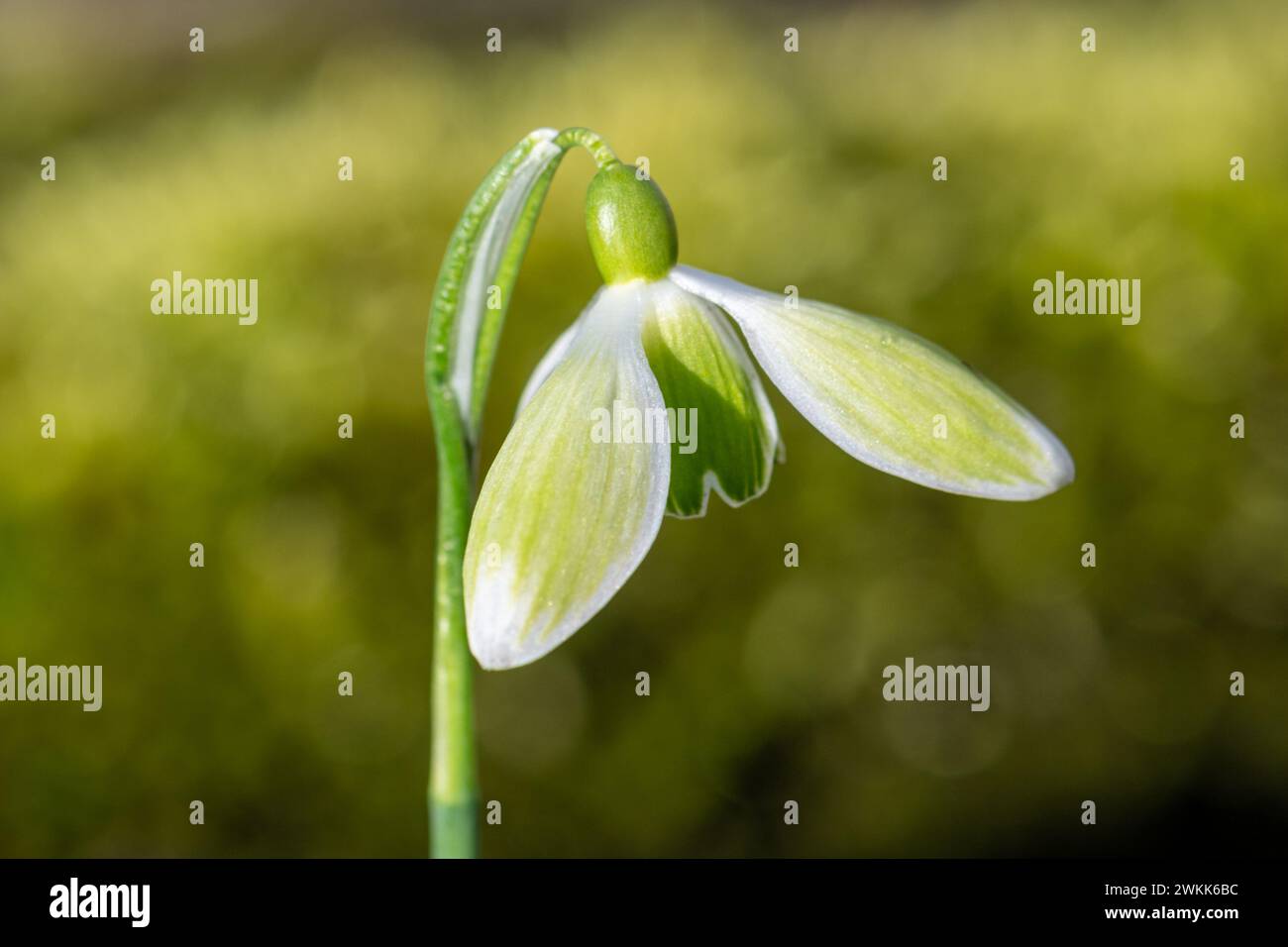 Galanthus nivalis 'Green Tear' snowdrop cultivar flowering during ...