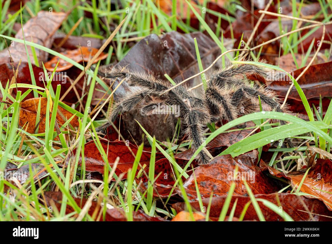 Brazilian insects hi-res stock photography and images - Alamy