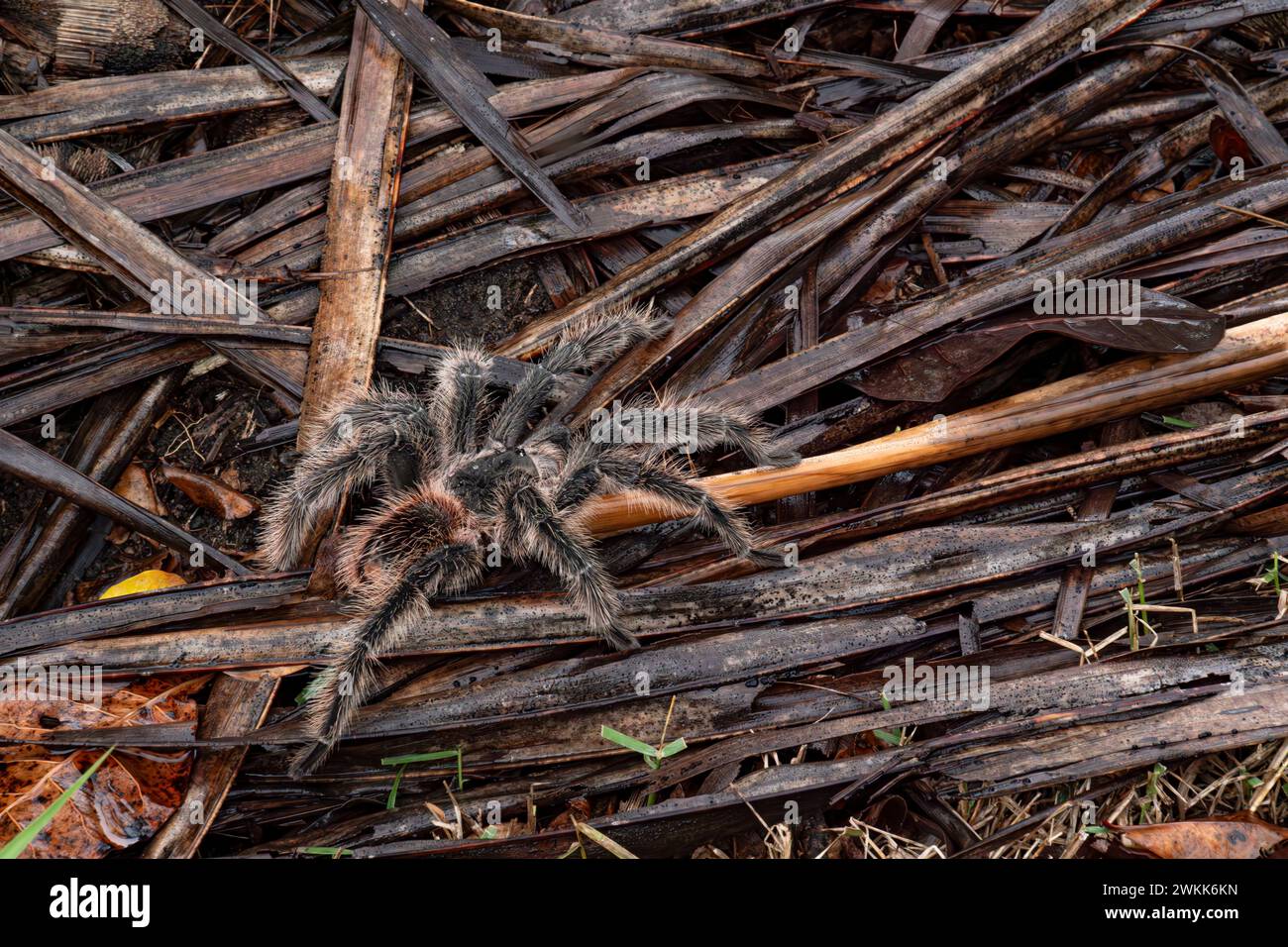 The Brazilian Tarantula or Theraphosidae photographed on a farm in ...
