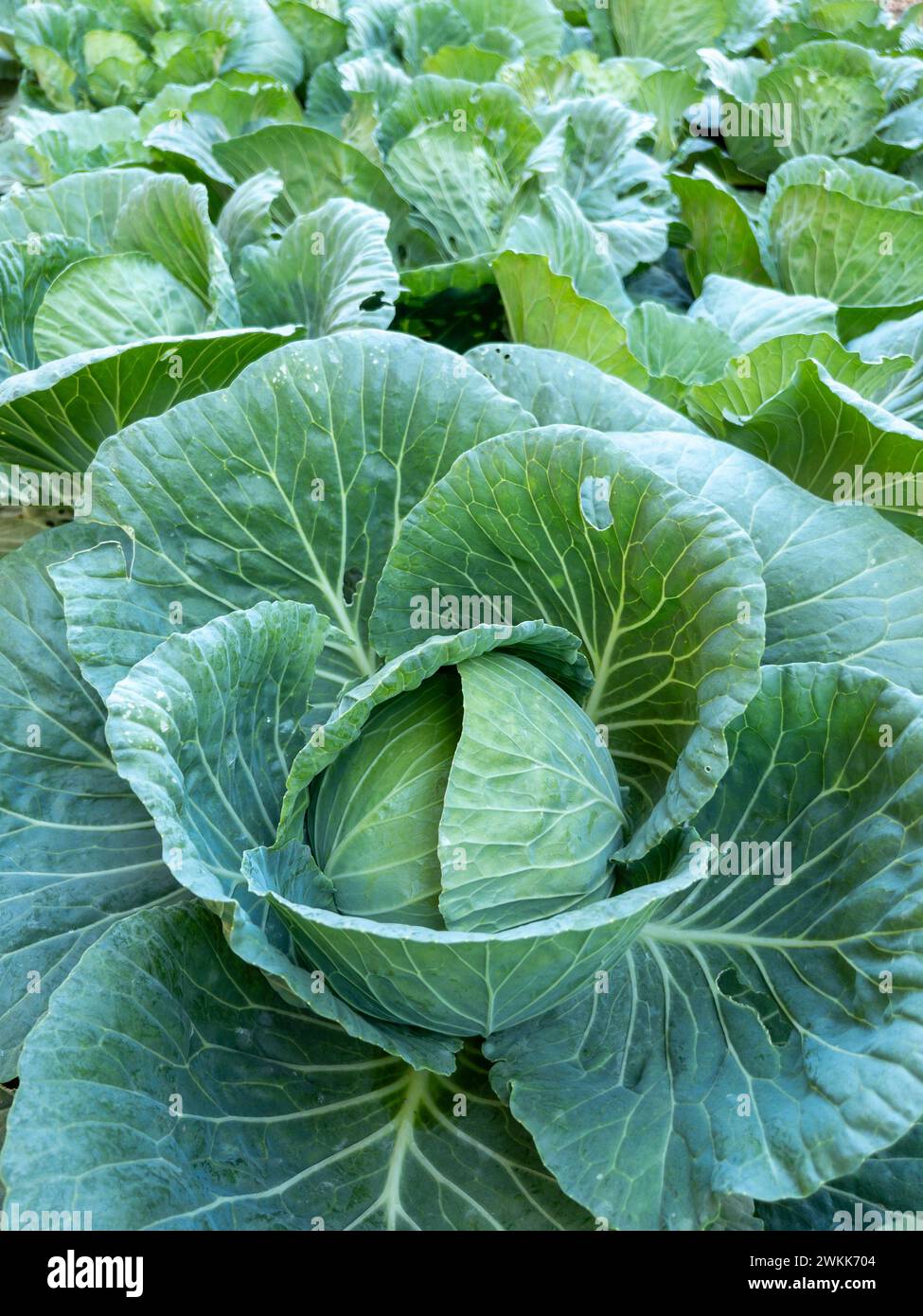 Closeup of the organic cabbage is growing in the vegetable plot near to ...