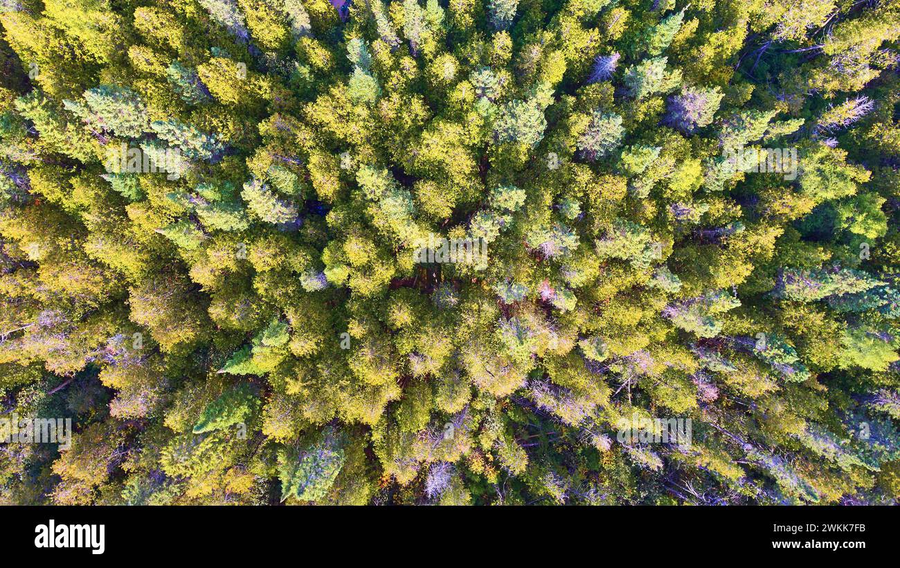Top view dense autumn forest hi-res stock photography and images - Alamy