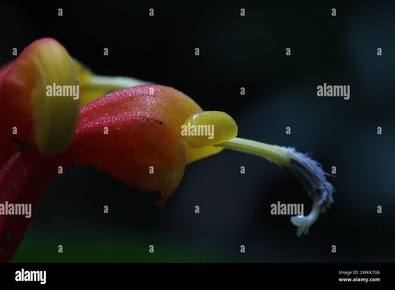 Boquete flower hi-res stock photography and images - Alamy