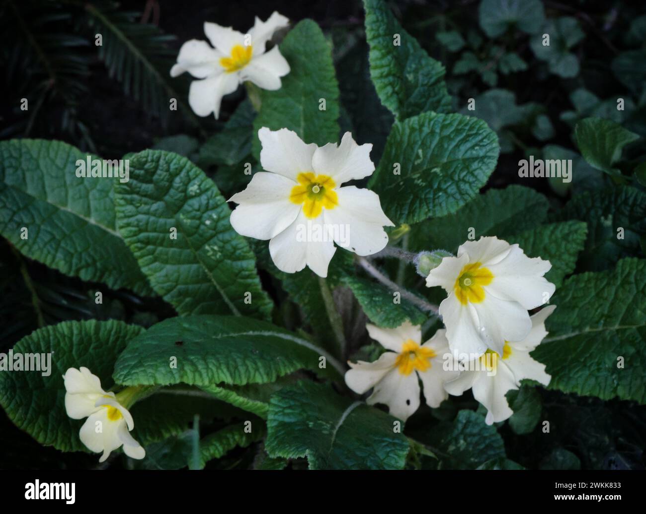 Wild primrose hi-res stock photography and images - Alamy
