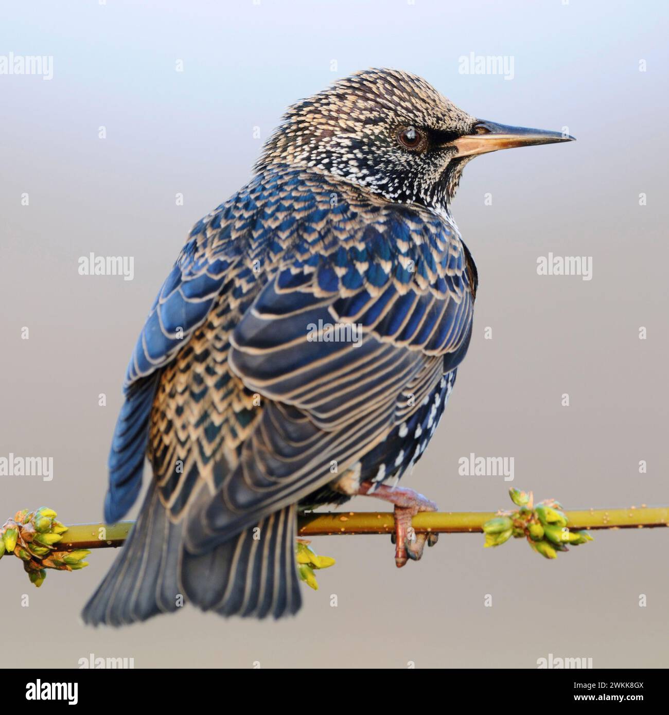 White spots on plumage hi-res stock photography and images - Alamy