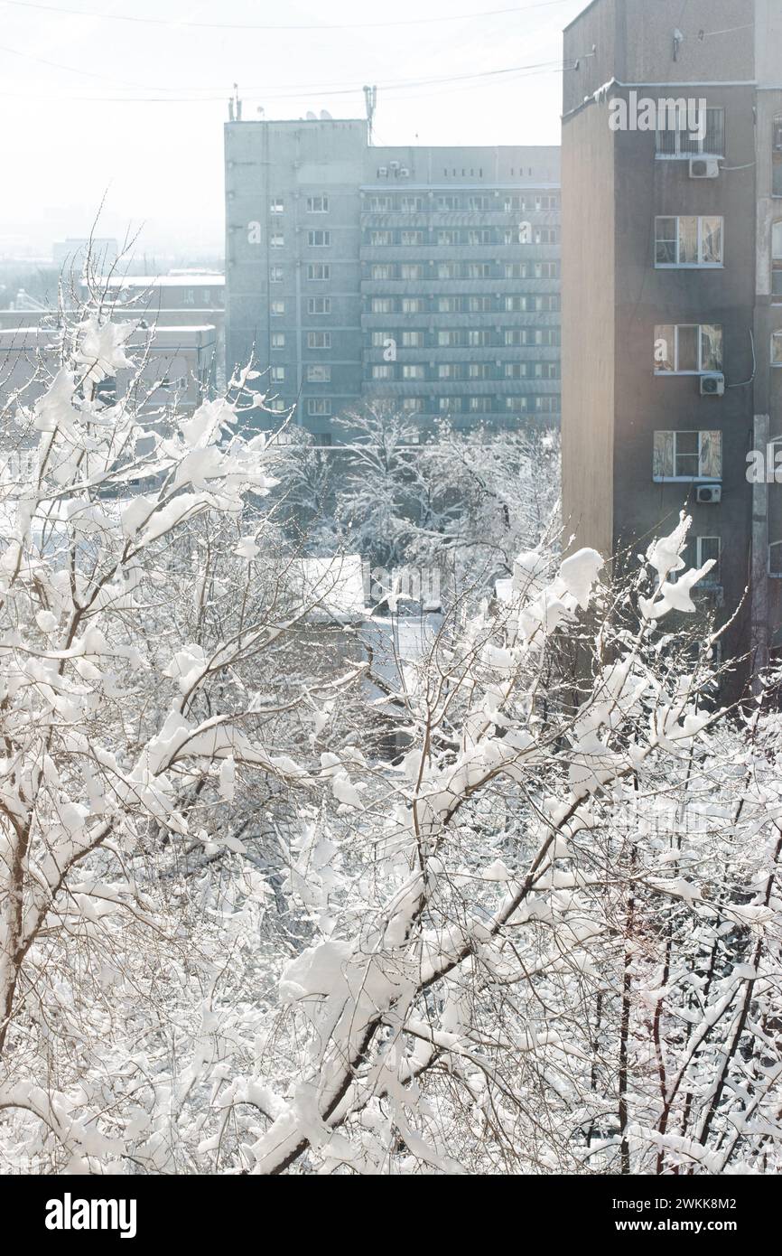 Winter scene outside window with snow-covered tree branches in ...