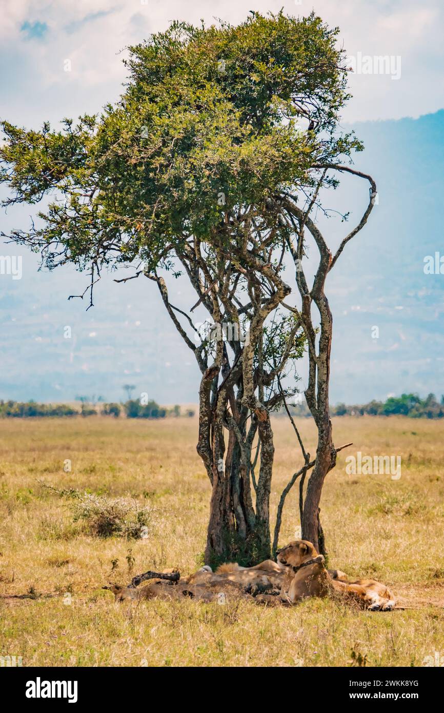 A pride of lions sleeping below a tree at Lake Nakuru National Park in ...