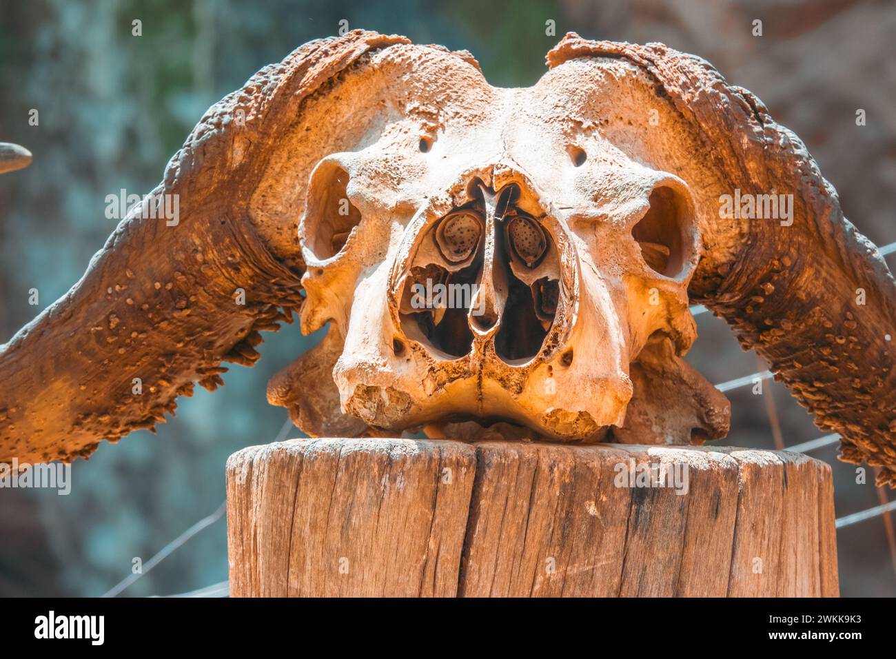 Dead buffalo hi-res stock photography and images - Alamy