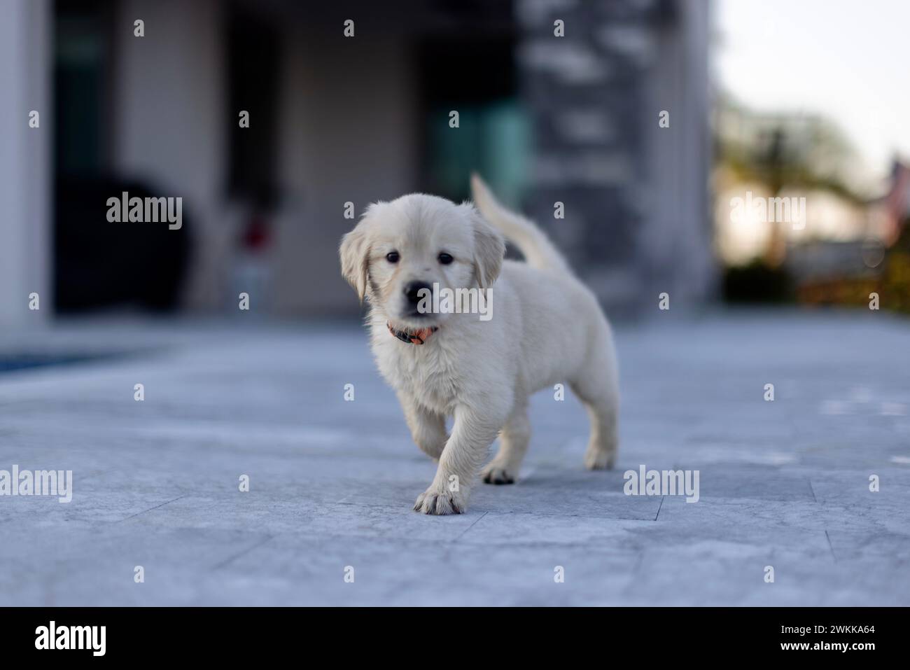 Golden retriever puppy weeks old hi-res stock photography and images ...