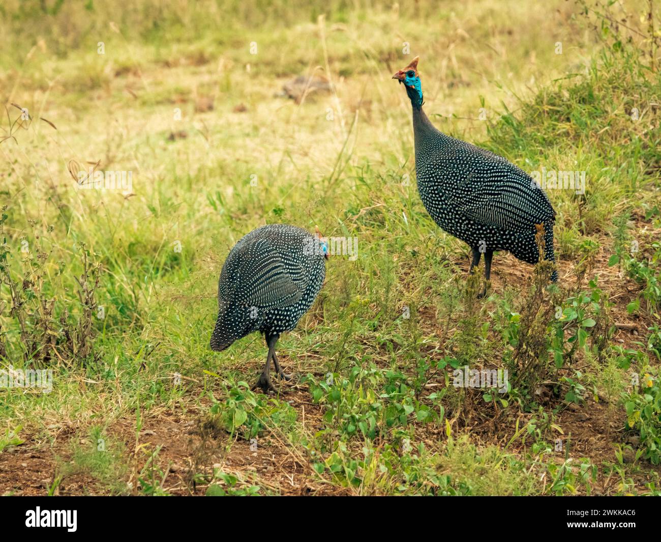 A flock of guinea fowls in the wild at Lake Nakuru National Park in ...