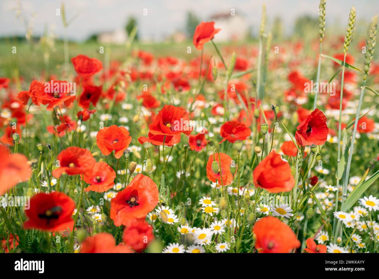 Sea of flowers of white and yellow flowers of odorless chamomile, in ...