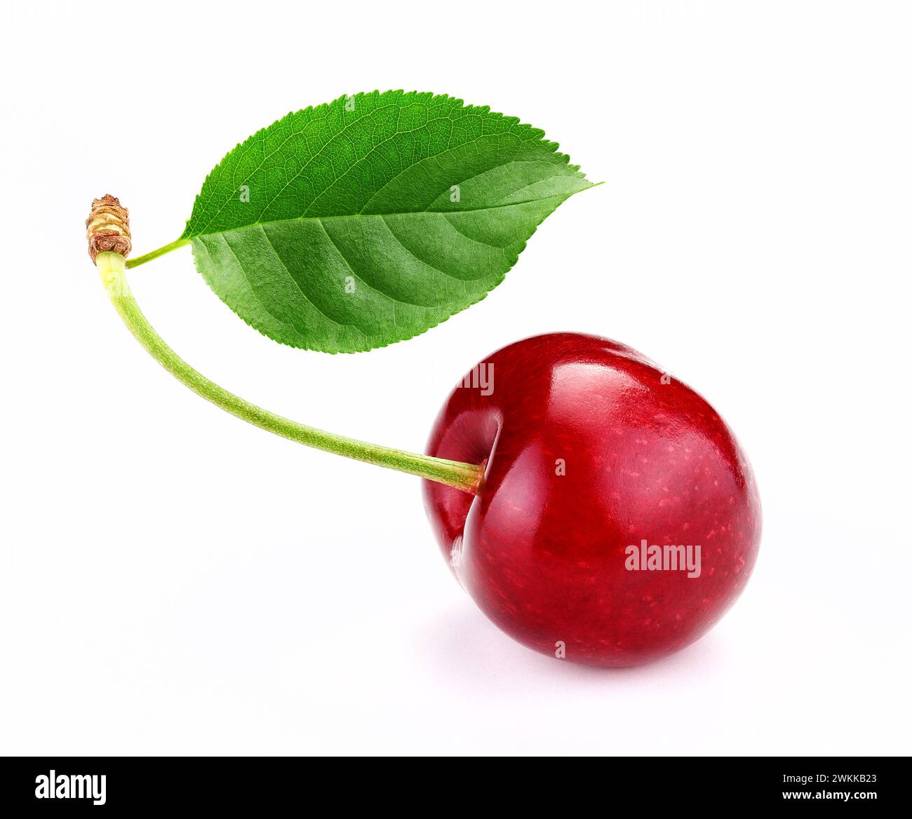 cherry with leaf isolated white background Stock Photo - Alamy
