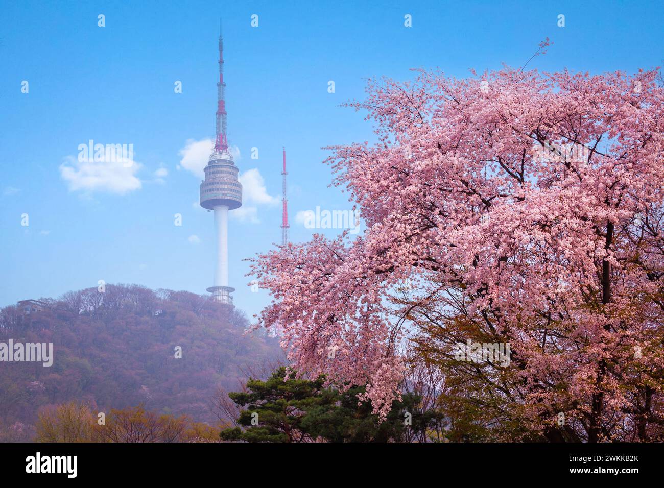Namsan seoul tower cherry hi-res stock photography and images - Alamy