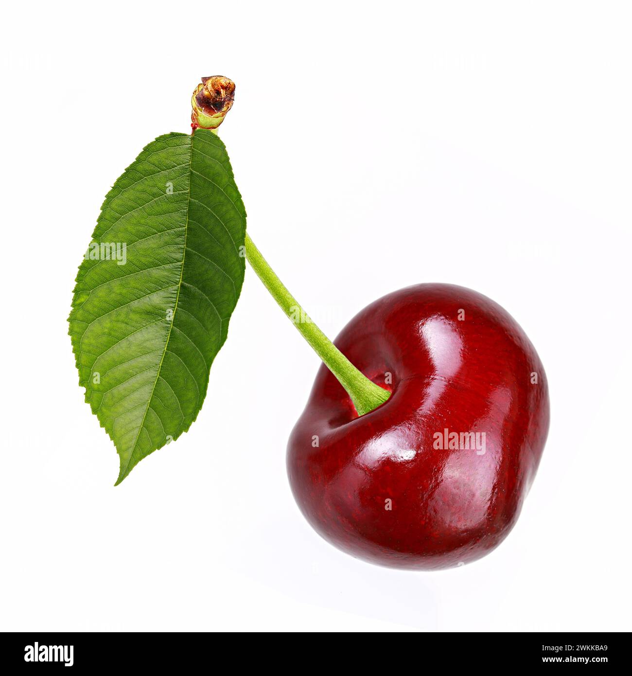 cherry with leaf isolated white background Stock Photo - Alamy