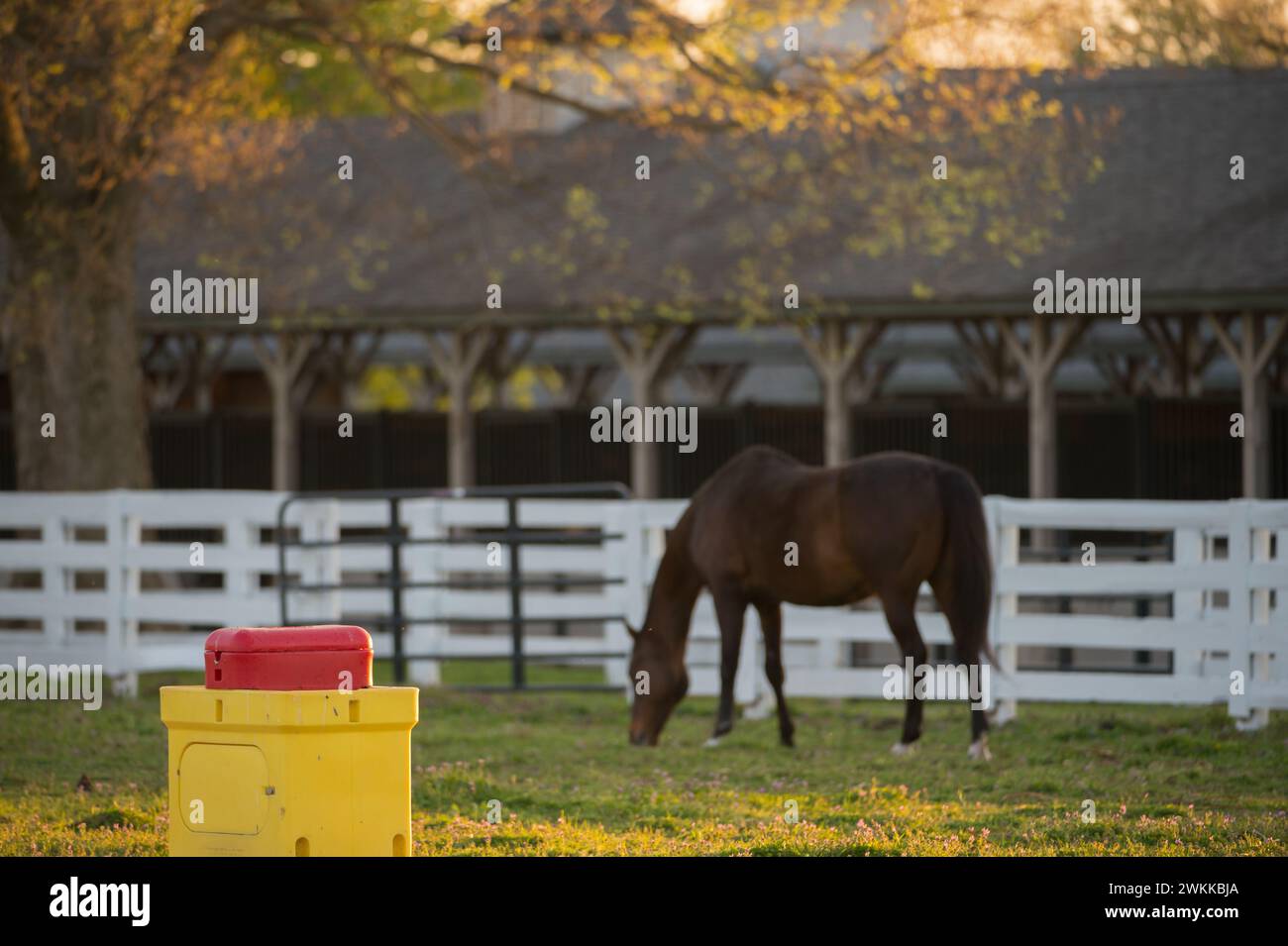 Farm animal drinking water hi-res stock photography and images - Alamy