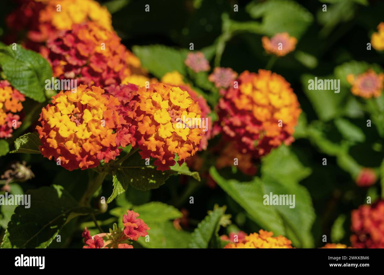 Rounded orange flowers in the foreground in a garden in Malaga Stock ...