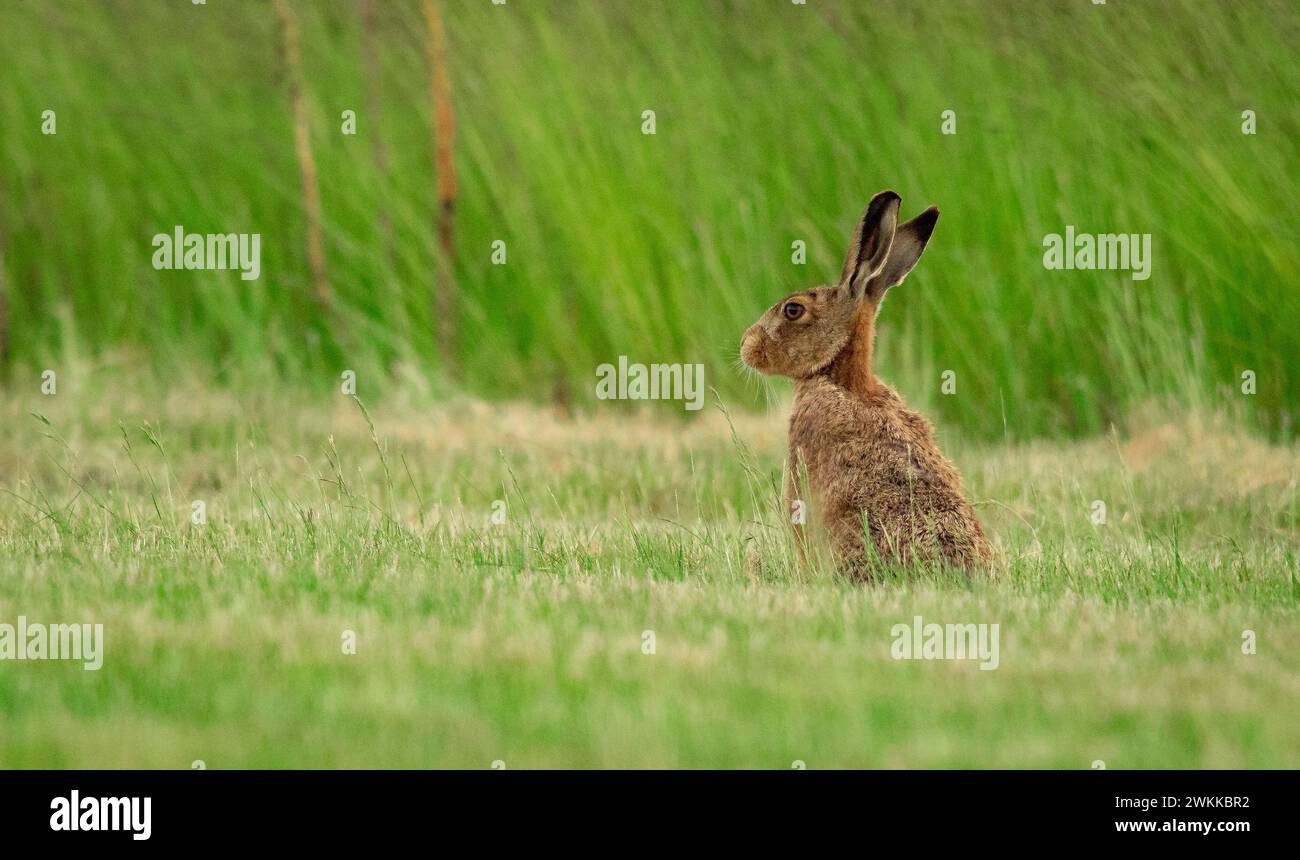 Brown Hare sat in an open field of cut grass Stock Photo - Alamy