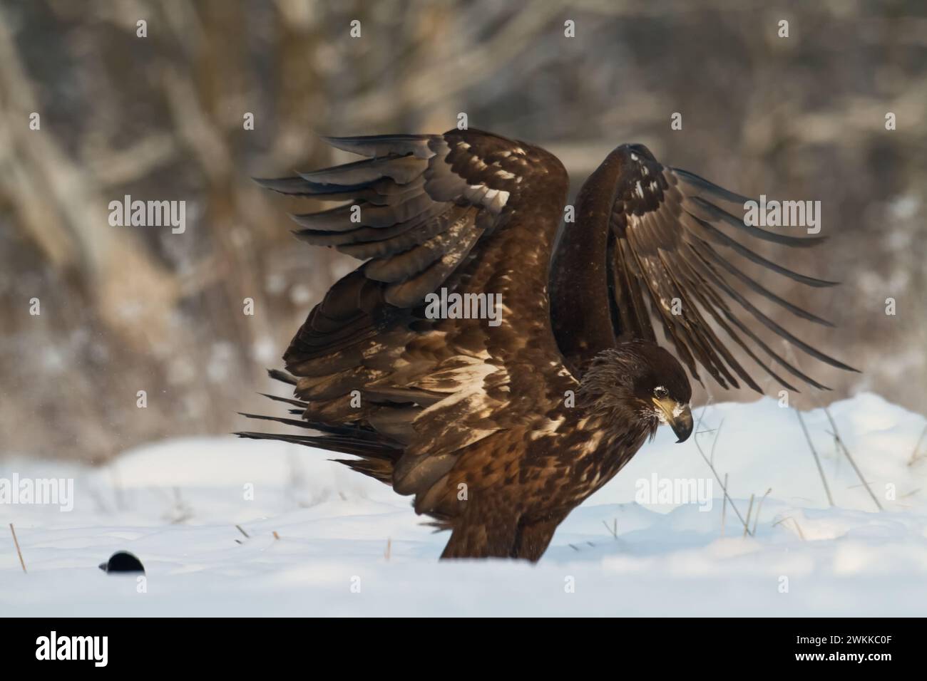 Bird of prey Majestic predator White-tailed eagle, Haliaeetus albicilla ...