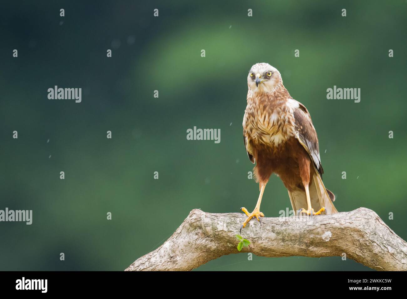 Flying Birds of prey Marsh harrier Circus aeruginosus, hunting time ...