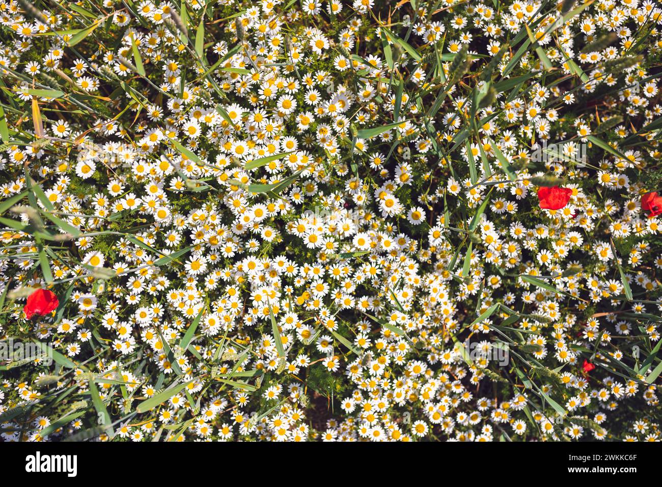 Densely arranged white-yellow flowers of odorless chamomile ...