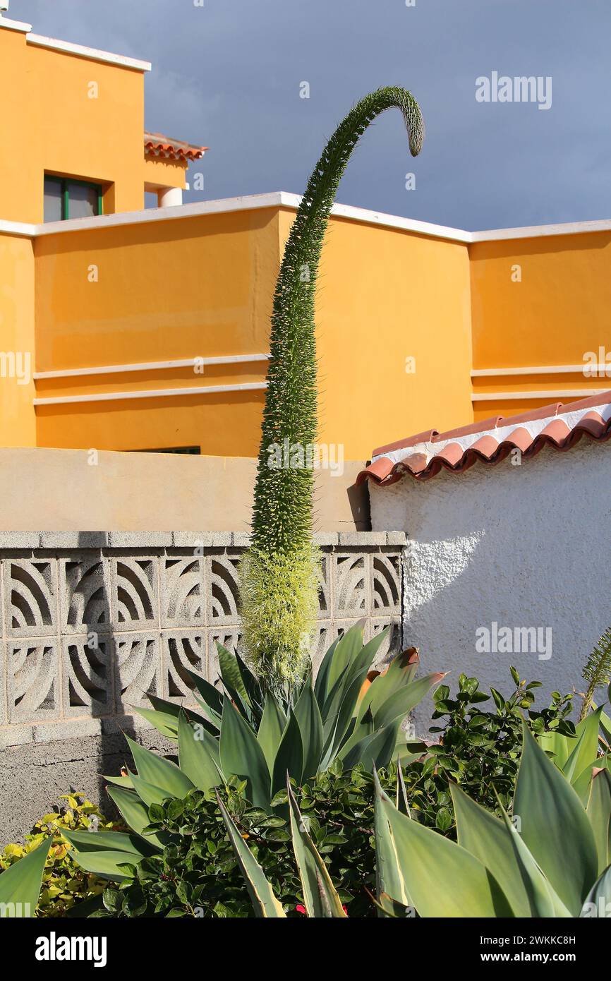 Flower stem of Agave attenuata also called lion's tail in a front yard ...