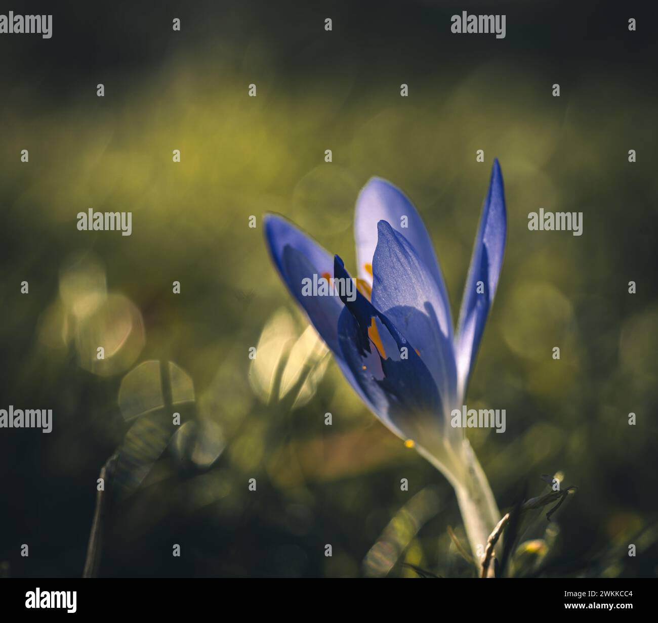 A solitary blue crocus in lush green grass Stock Photo - Alamy