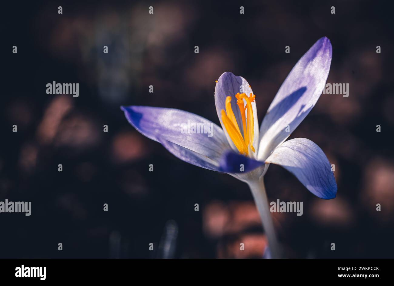 A single crocus isolated in garden Stock Photo - Alamy