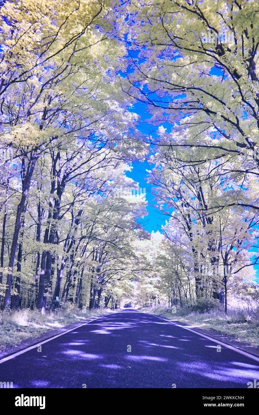 Infrared Dreamlike Tree-Lined Road and Ethereal Sky Stock Photo - Alamy