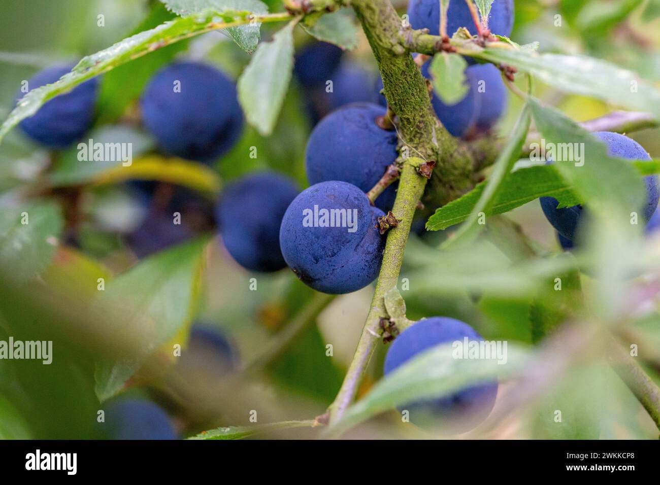 Prunus spinosa fruit Stock Photo - Alamy
