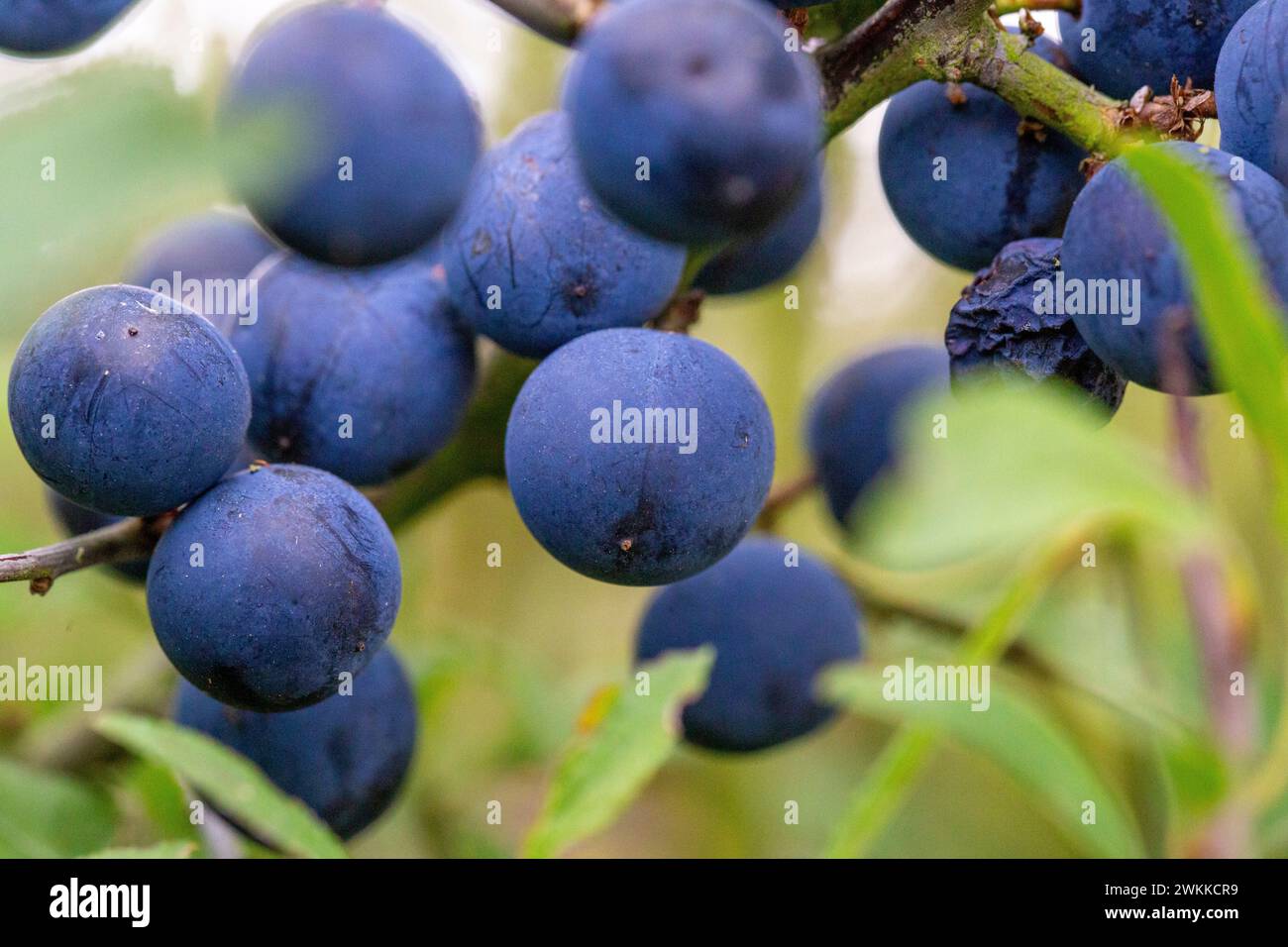 Prunus spinosa fruit Stock Photo - Alamy