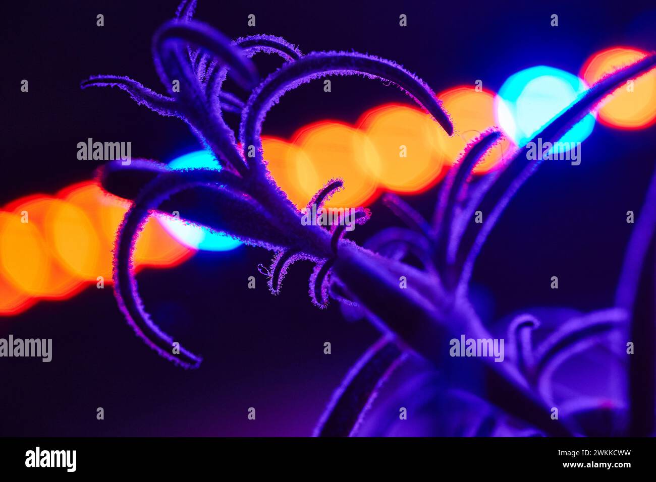 Delicate tendrils hi-res stock photography and images - Alamy