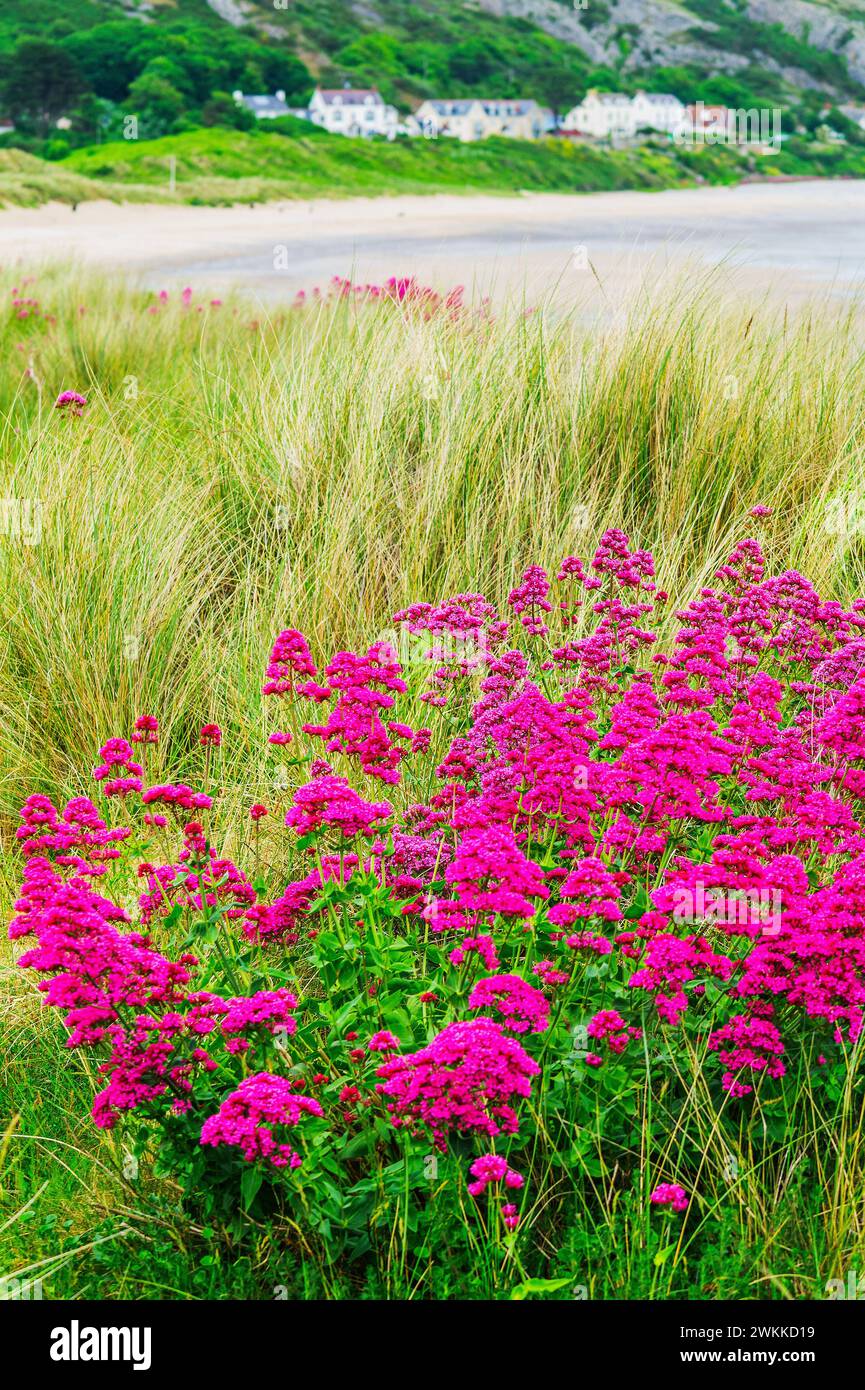 Gower wildflowers hi-res stock photography and images - Alamy
