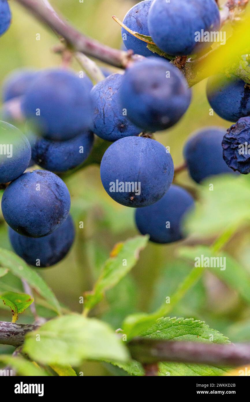 Prunus spinosa fruit Stock Photo - Alamy