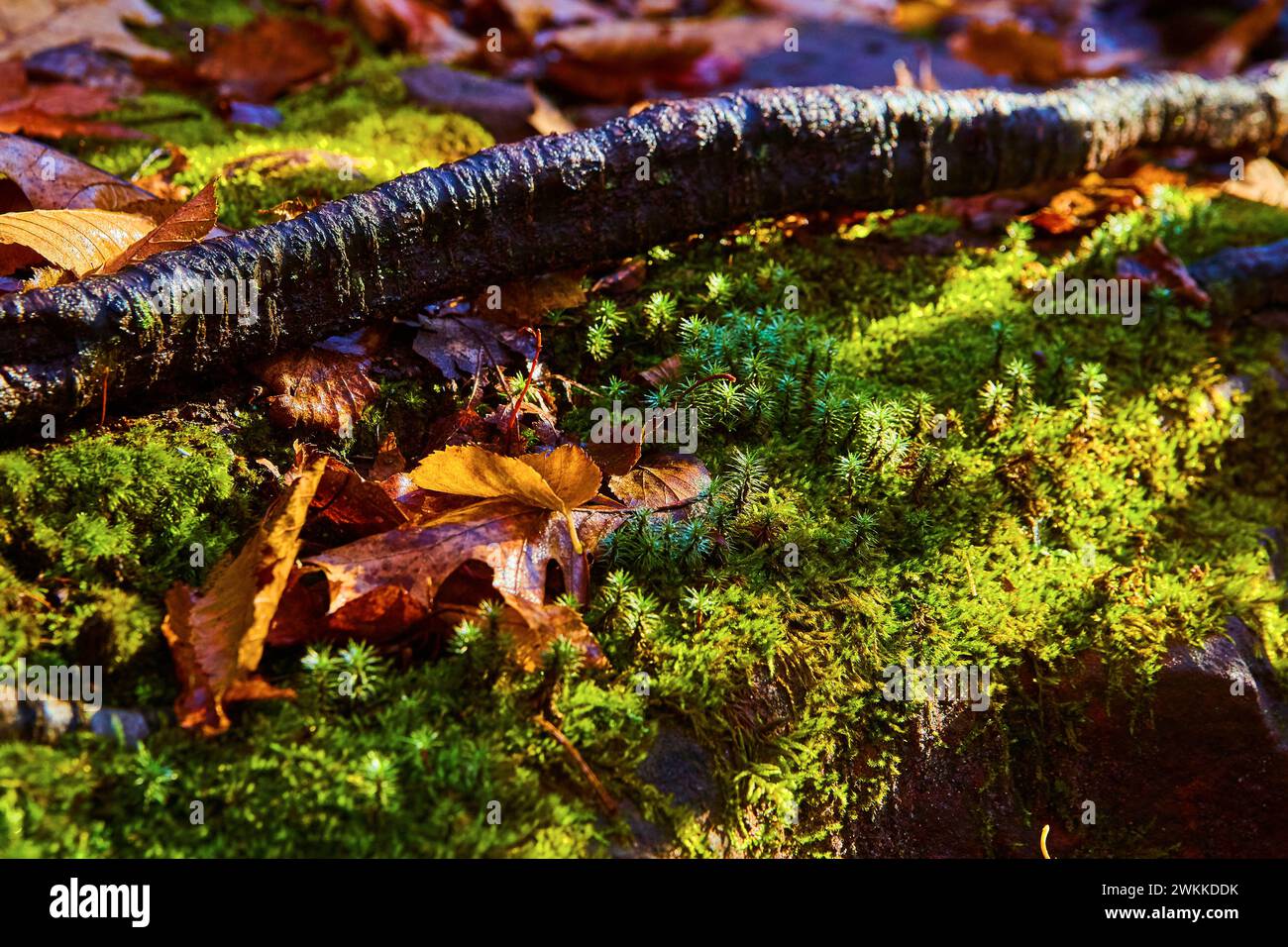 Detailed view moss fallen leaves hi-res stock photography and images ...
