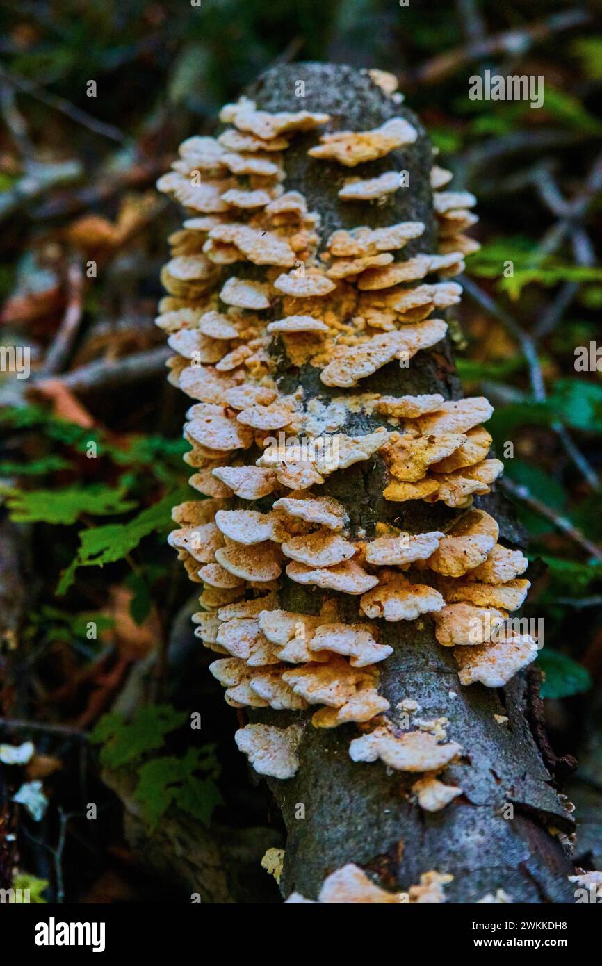 Dense forest at eye level hi-res stock photography and images - Alamy