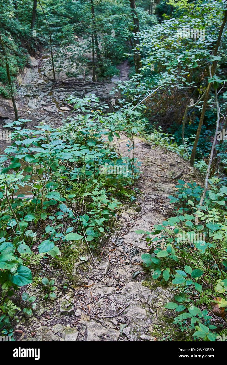 Rustic Forest Trail in Salamonie River State Forest, Indiana Stock ...